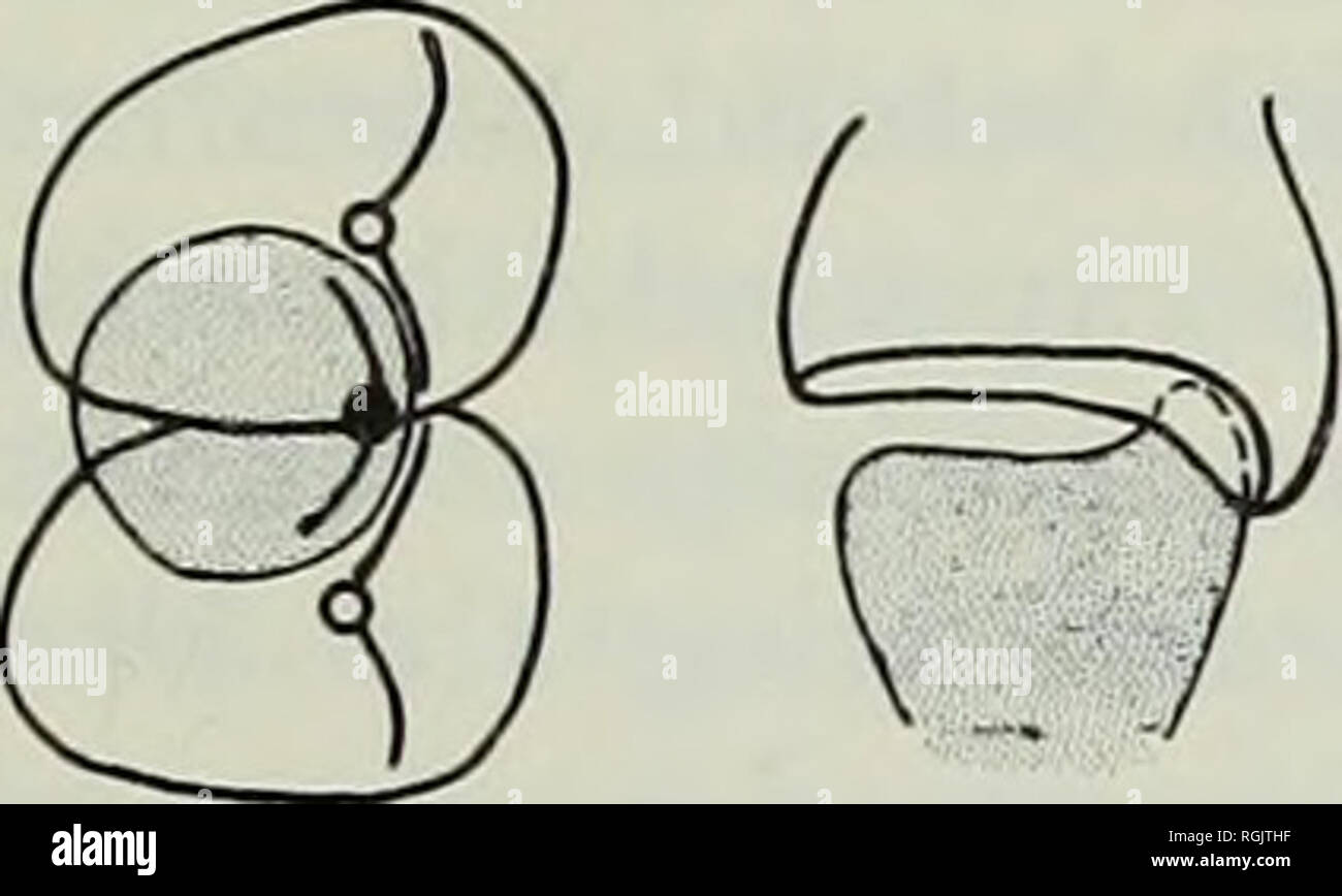 Post canine teeth hi-res stock photography and images - Alamy