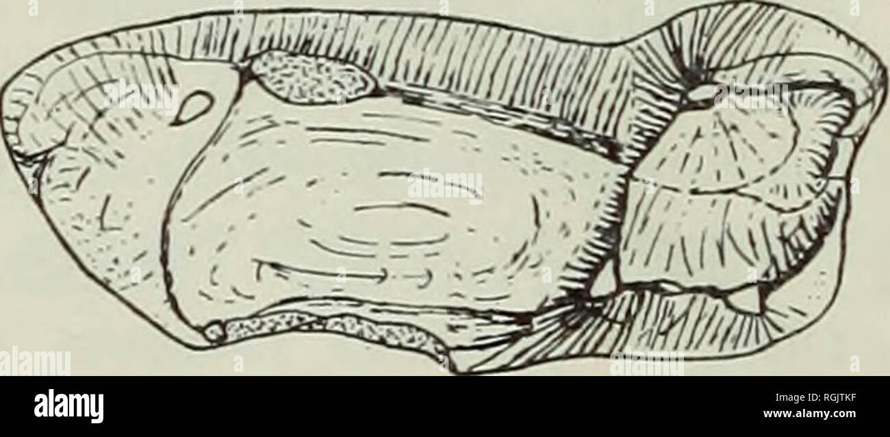 . Bulletin of the British Museum (Natural History), Geology. 64 UPPER ...