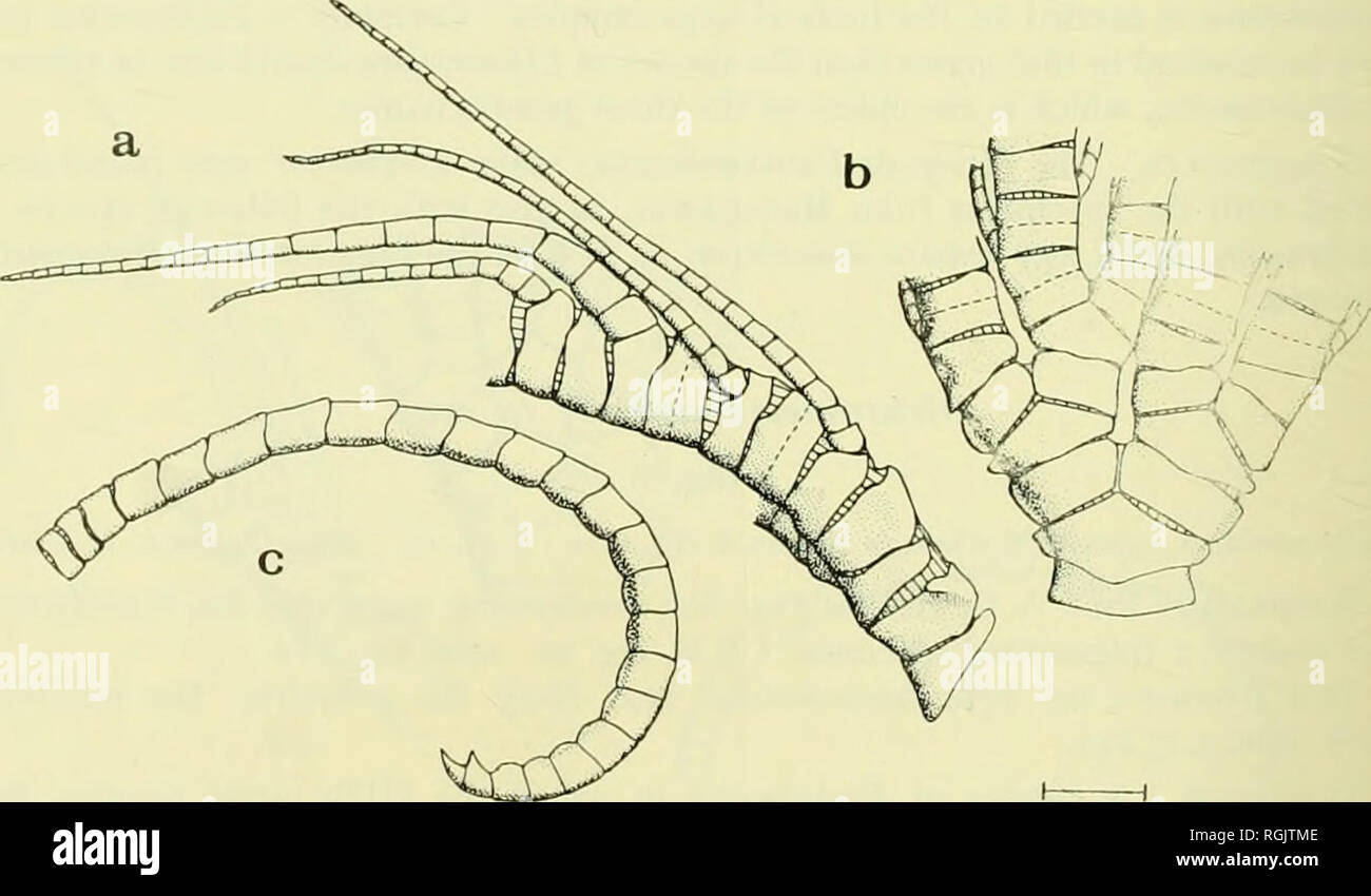 . Bulletin of the British Museum (Natural History). loo AILSA M. CLARK ...