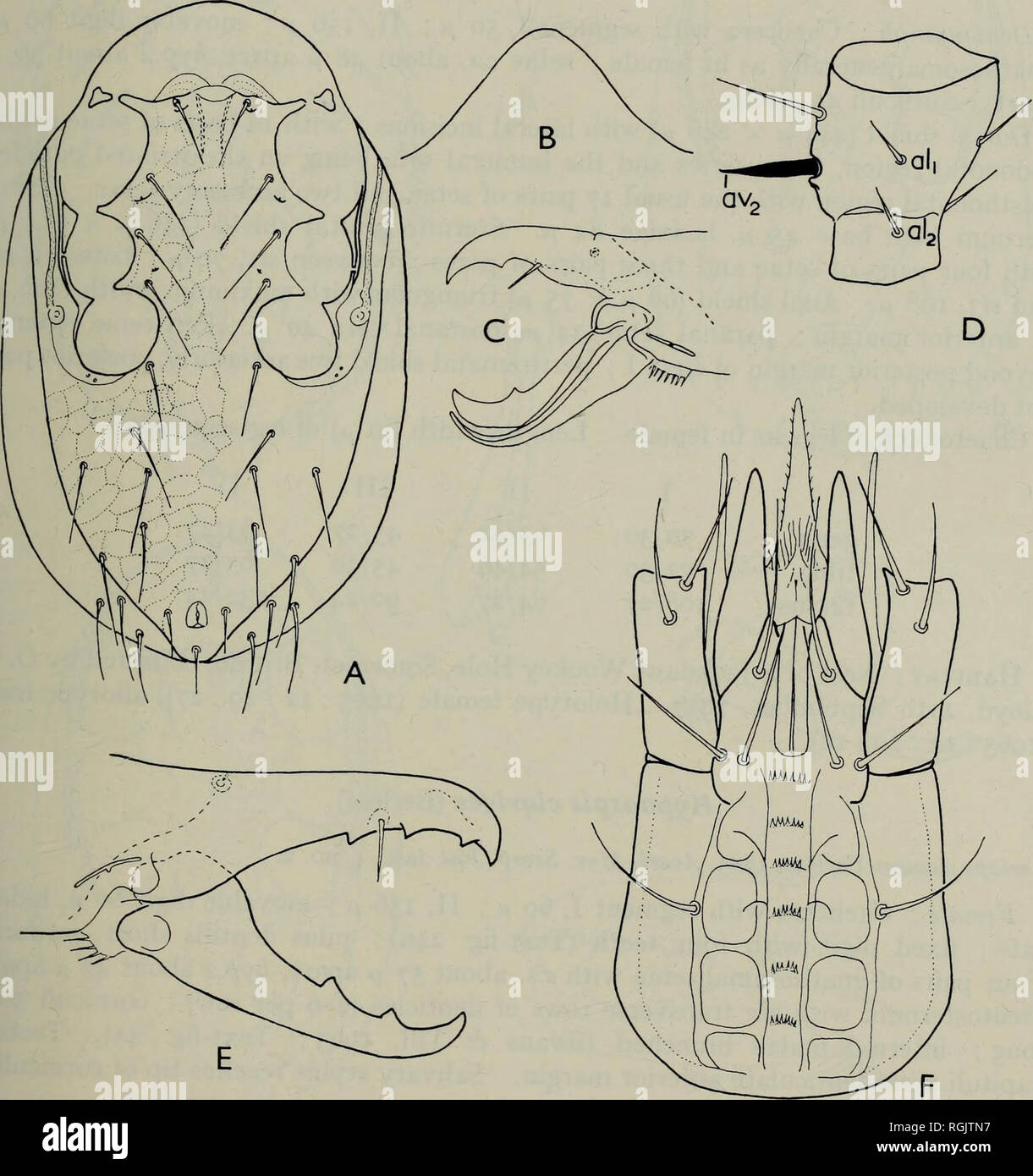 . Bulletin of the British Museum (Natural History) Zoology. THE BRITISH ...
