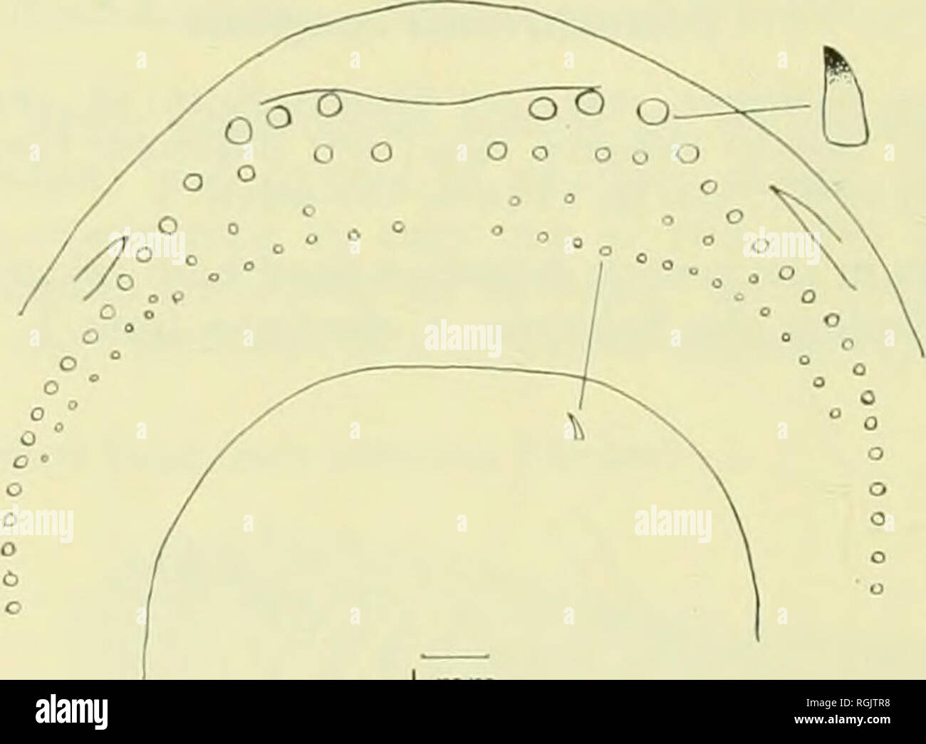 Conical teeth in the upper jaw hi-res stock photography and images - Alamy