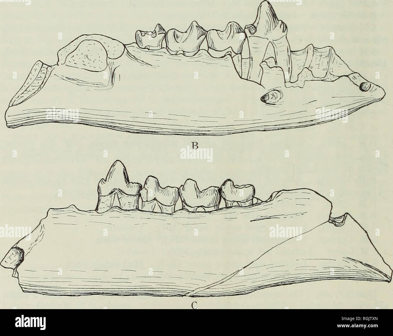 . Bulletin of the British Museum (Natural History), Geology. 52 UPPER ...