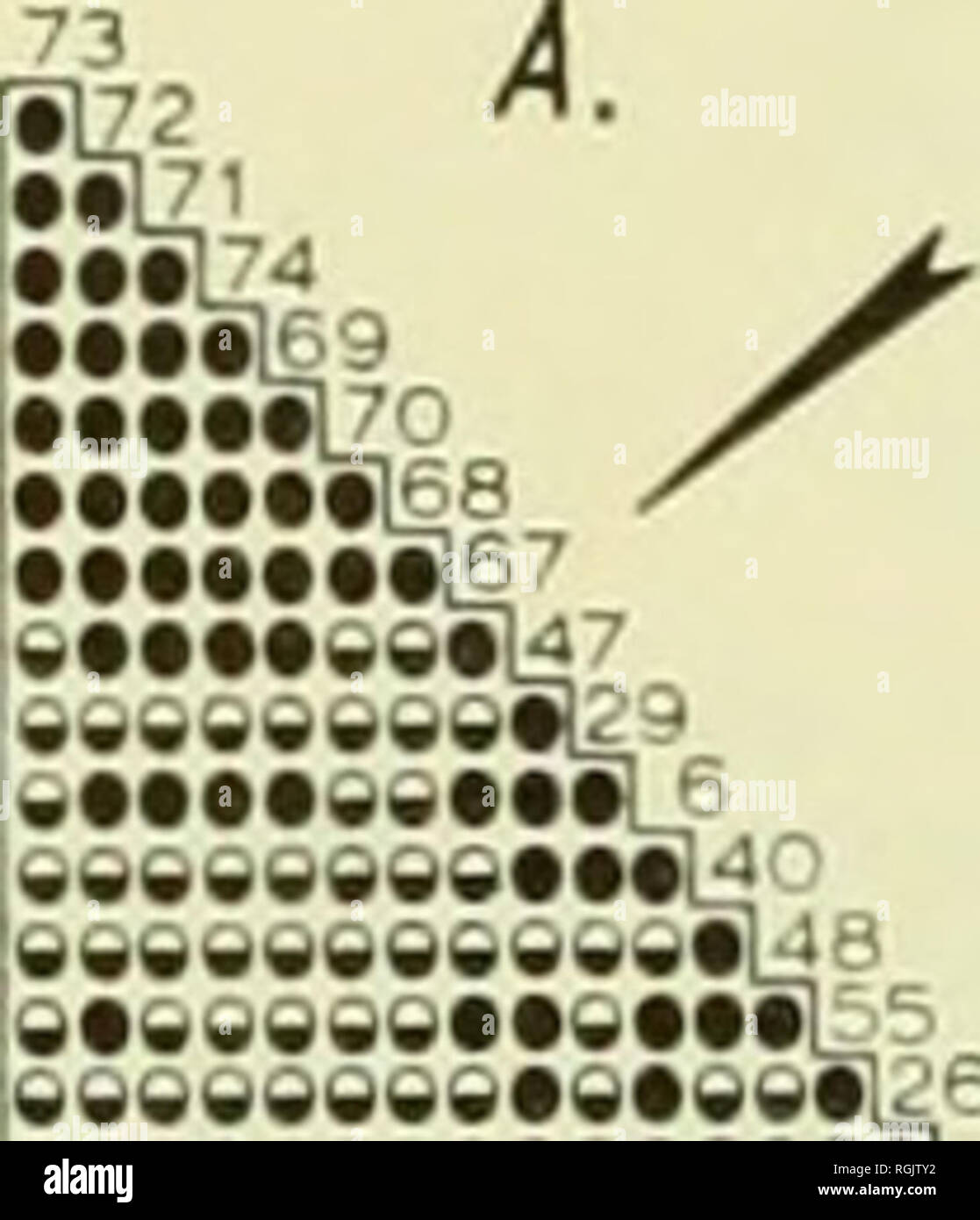 Euaugaptilus hi-res stock photography and images - Alamy