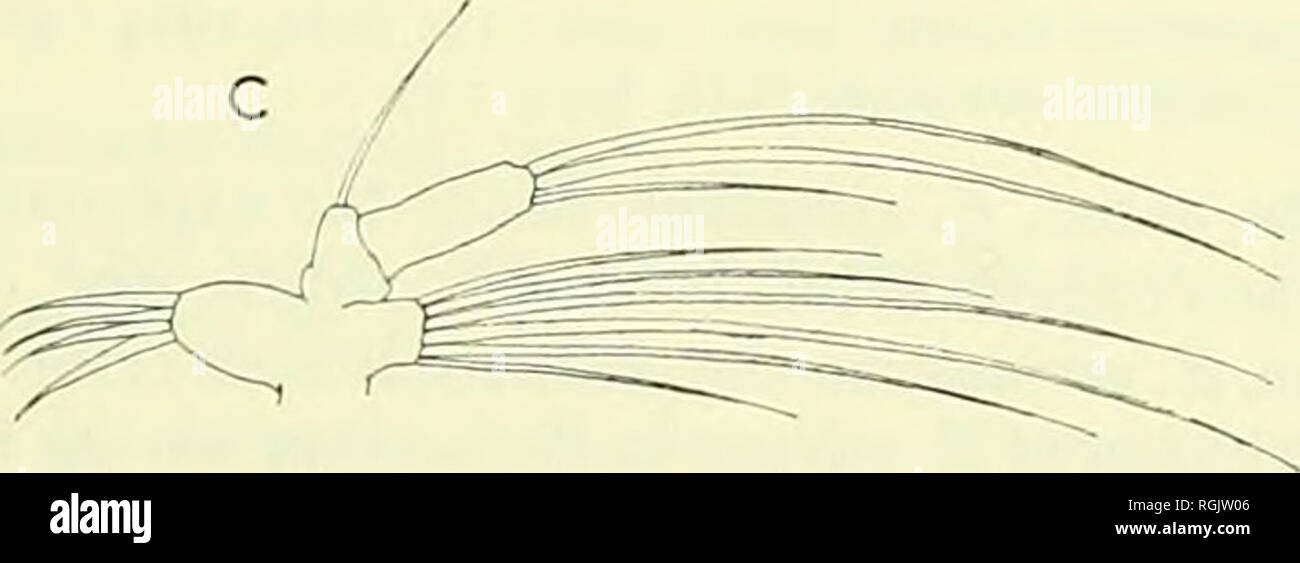 Euaugaptilus hi-res stock photography and images - Alamy