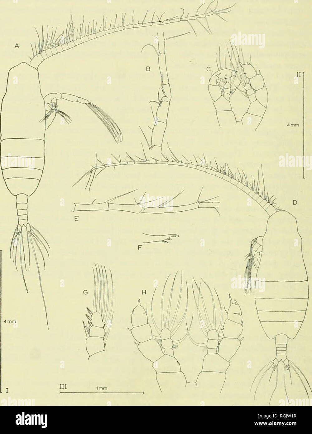 . Bulletin of the British Museum (Natural History). J. B. L. MATTHEWS ...