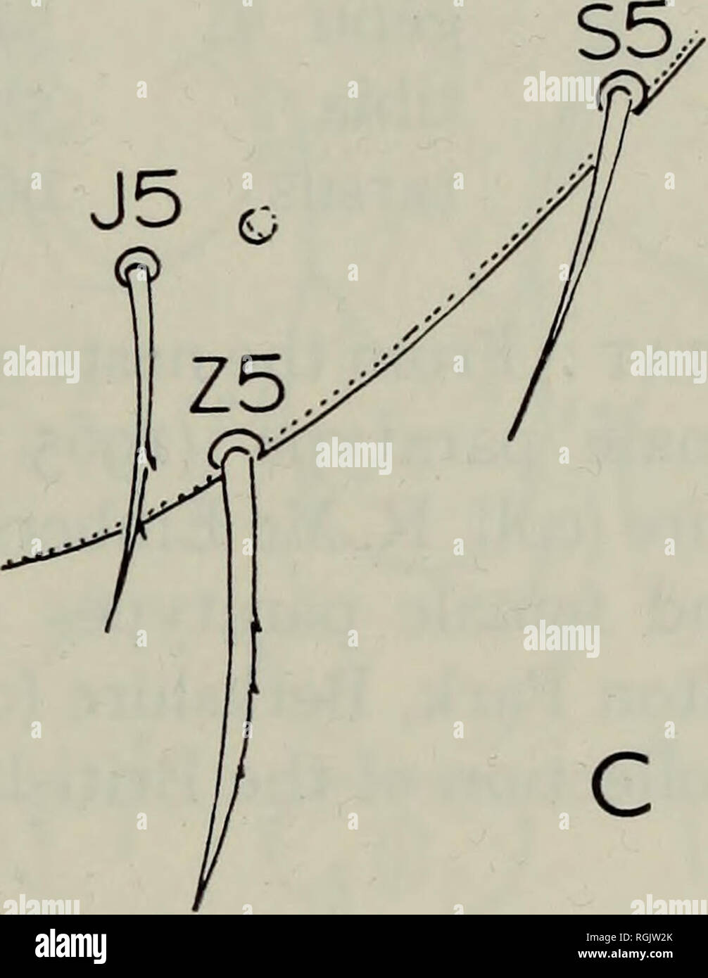 Gnathosomal hi-res stock photography and images - Alamy