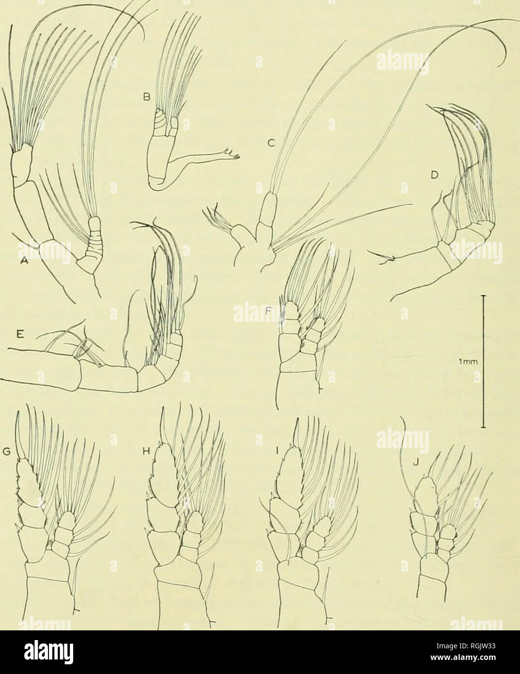 Spaced Teeth High Resolution Stock Photography and Images - Alamy