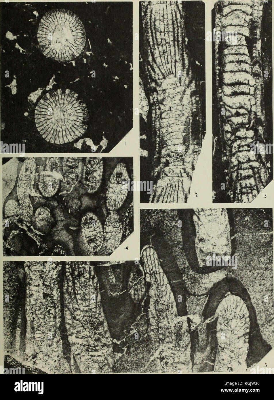 . Bulletin of the British Museum (Natural History), Geology. Bull. Br ...