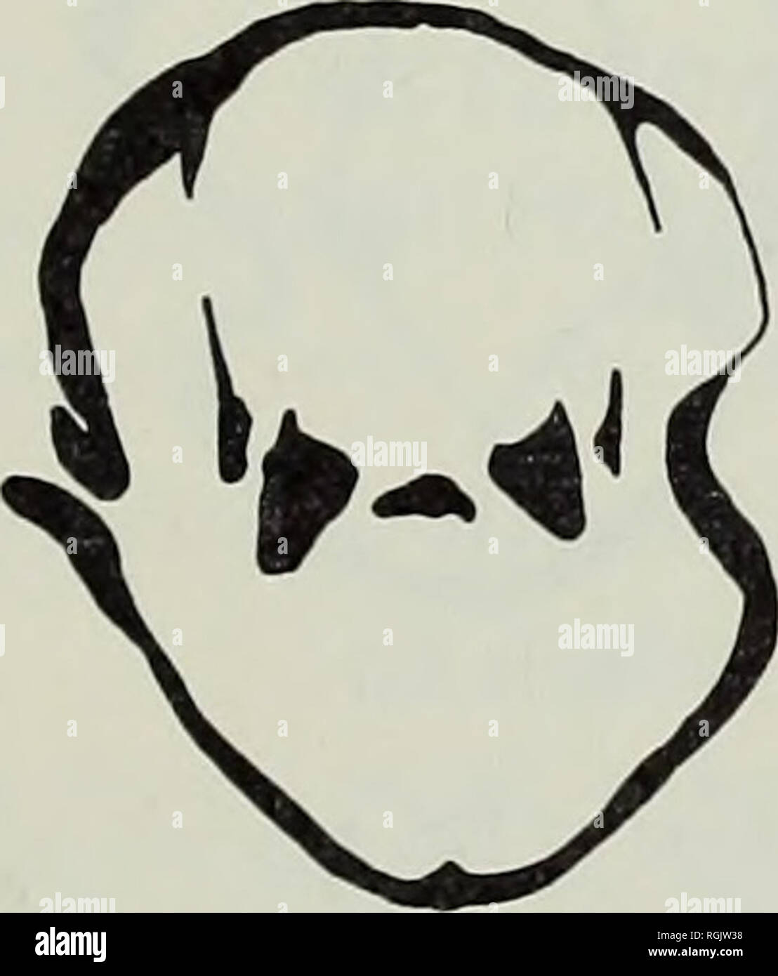 Burma reed hi-res stock photography and images - Alamy