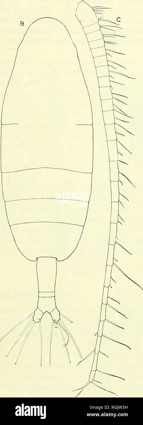 Euaugaptilus hi-res stock photography and images - Alamy