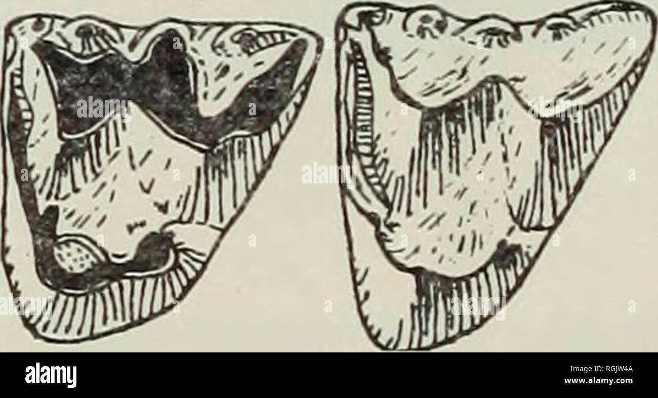 . Bulletin of the British Museum (Natural History), Geology. 32 UPPER ...