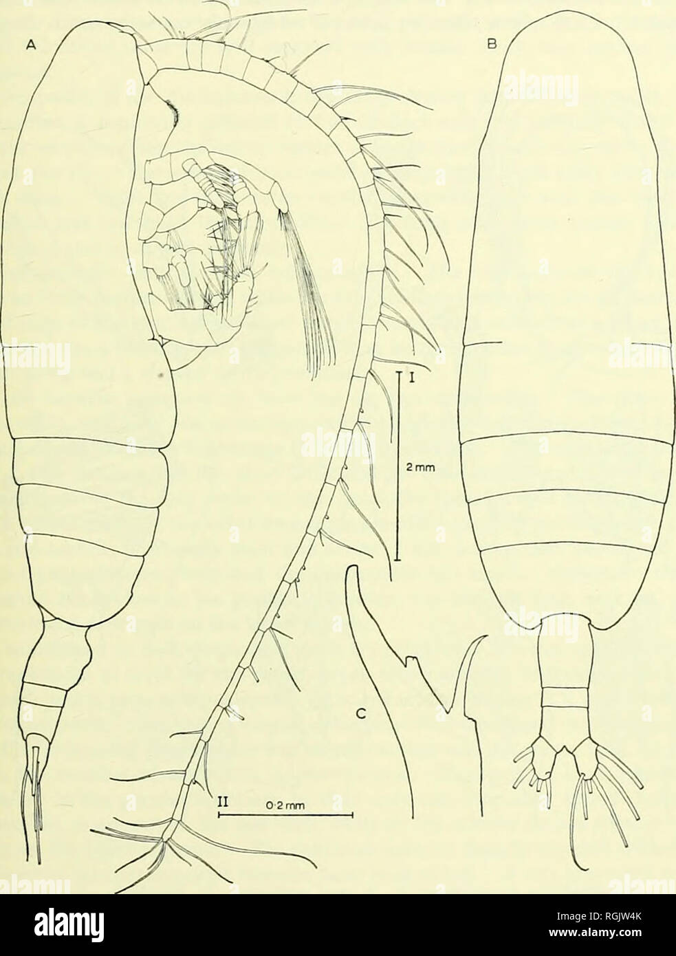 . Bulletin of the British Museum (Natural History). GENUS EUAUGAPTILUS ...