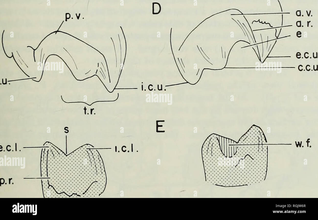 Transverse Ridges Teeth