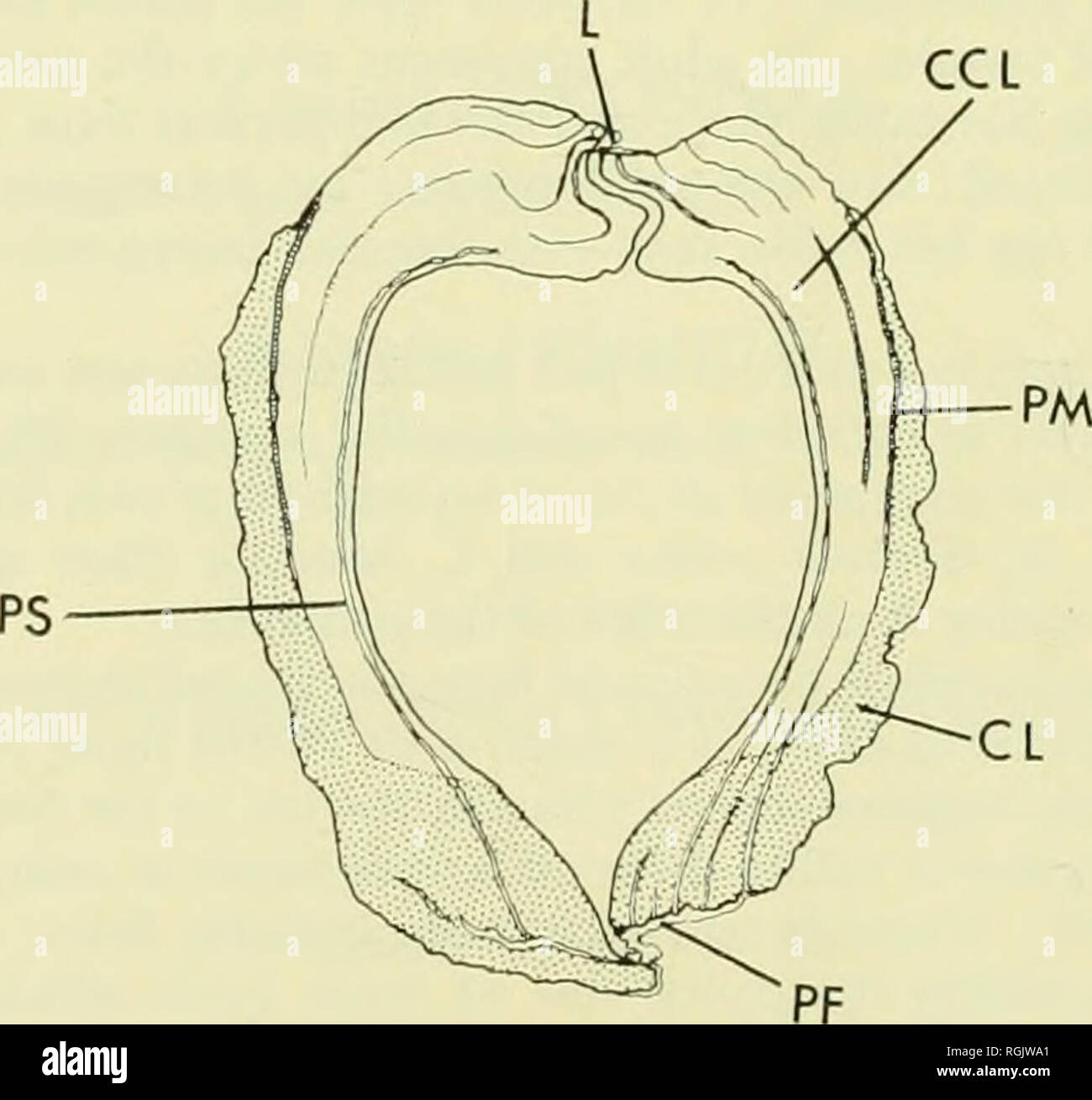 Crossed ligament hi-res stock photography and images - Alamy