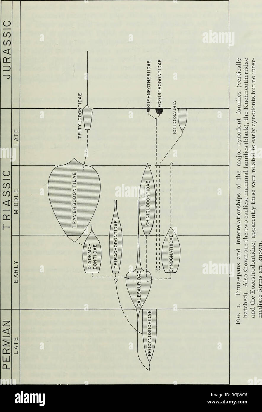 . Bulletin of the British Museum (Natural History), Geology. CYNODONTS ...