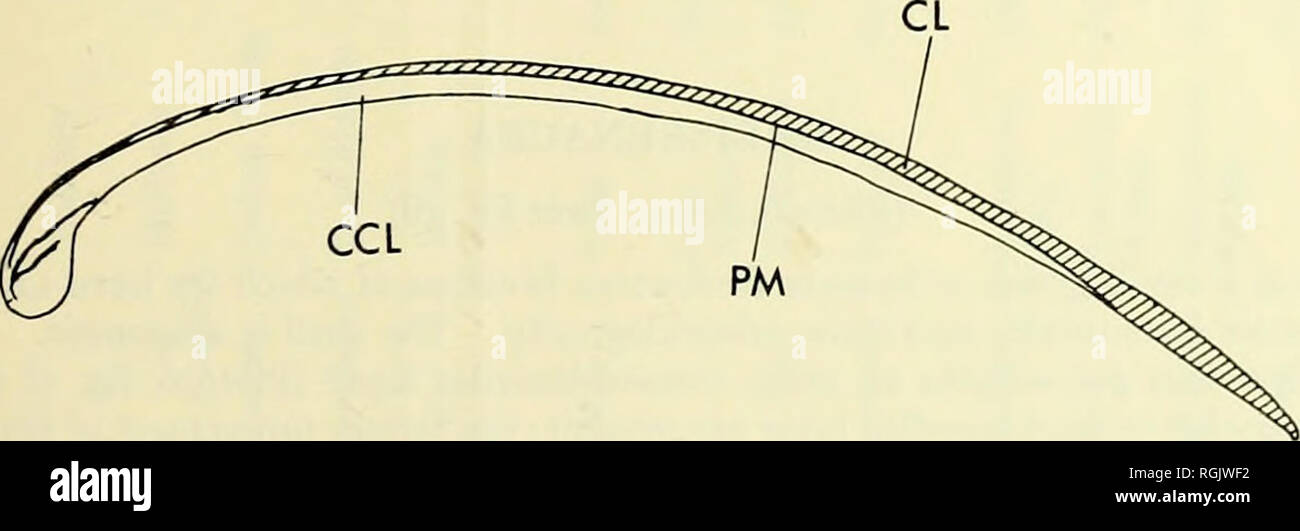 . Bulletin of the British Museum (Natural History). CL Fig. 13. Detail ...