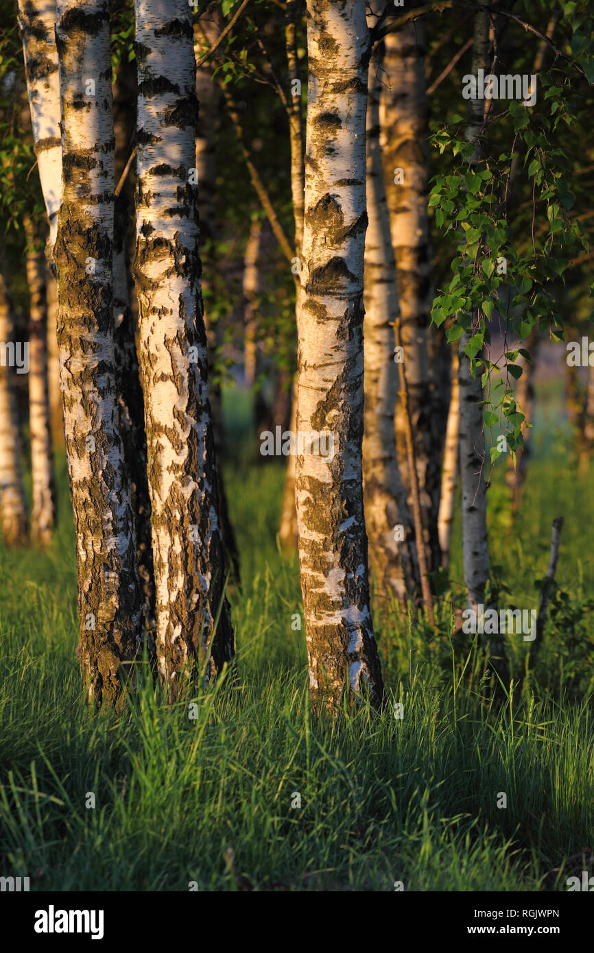 Birch trees in the dawn. Rural landscape in Poland Stock Photo - Alamy