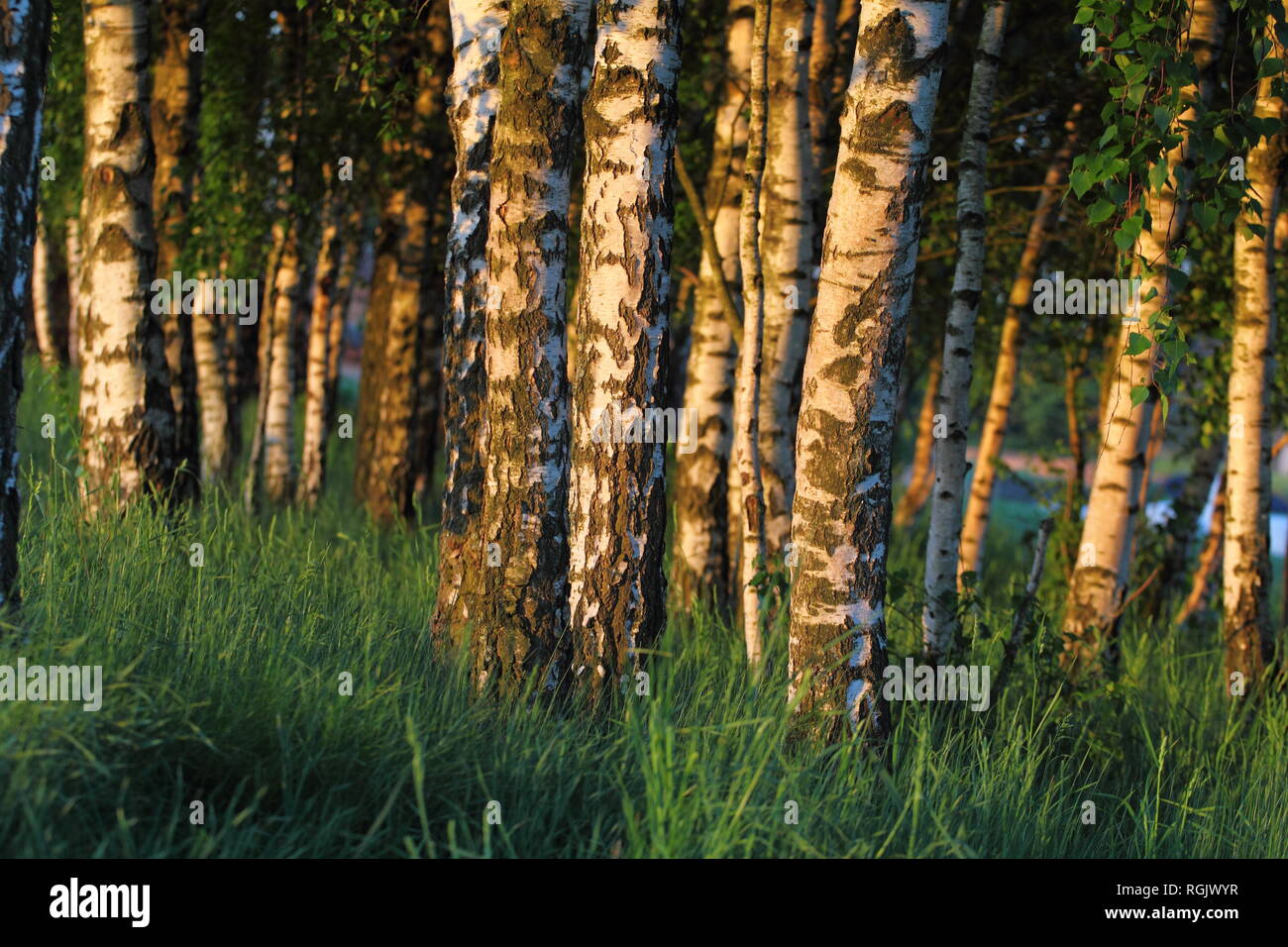 Birch forest. Betula trees in high grass Stock Photo - Alamy