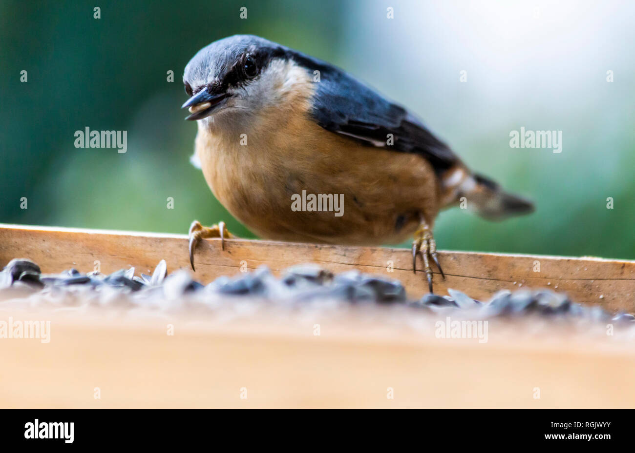 Nuthatch feeding millet sunflower on fodder rack in winter day Stock ...