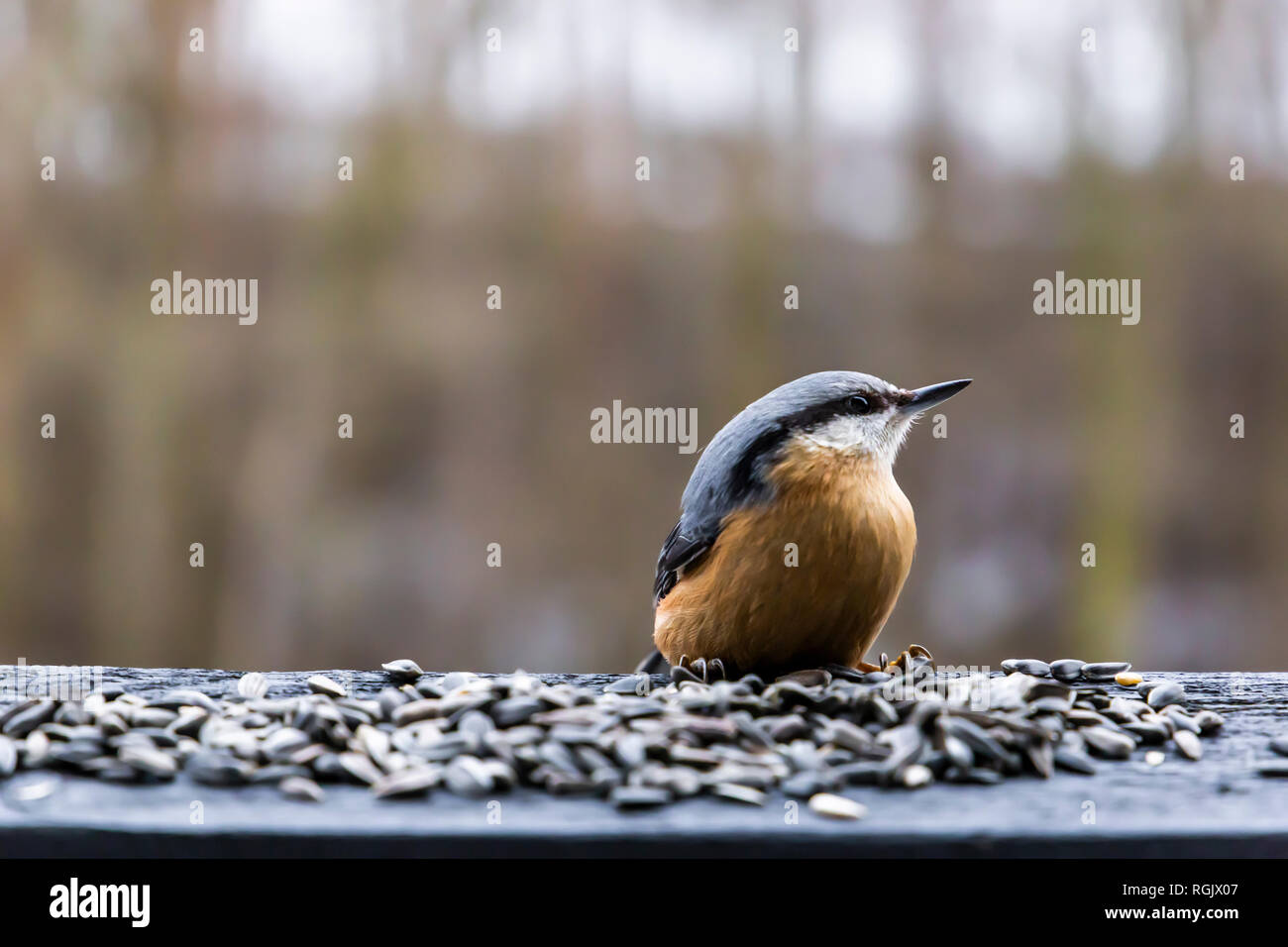 Nuthatch feeding millet sunflower on fodder rack in winter day Stock ...