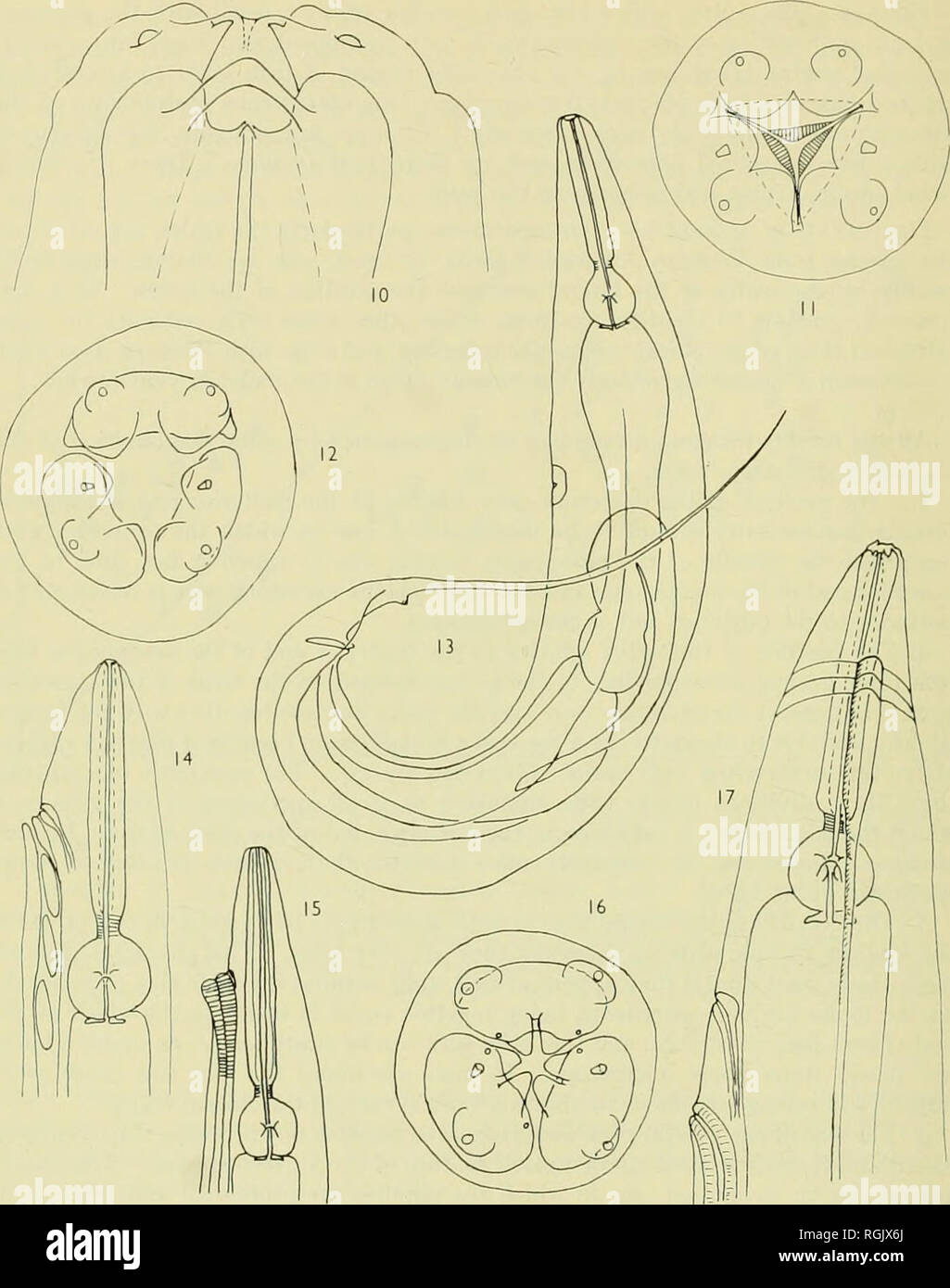 13 whole teeth hi-res stock photography and images - Alamy