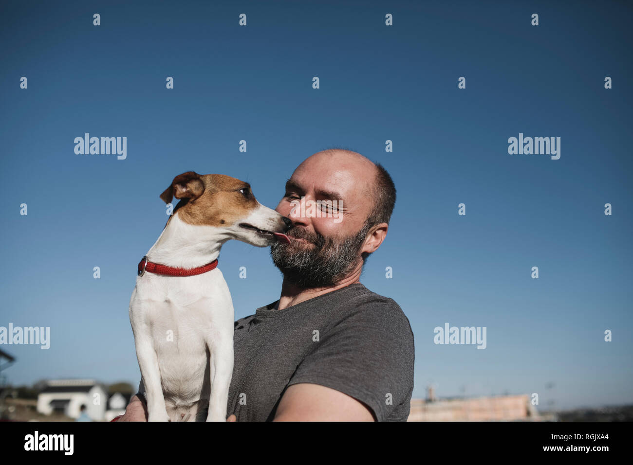 Jack russel face hi-res stock photography and images - Alamy