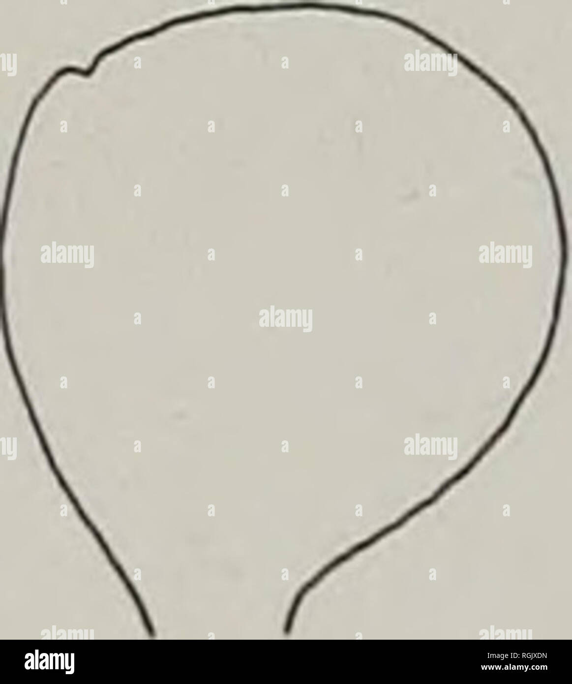 Brown reticulum hi-res stock photography and images - Alamy