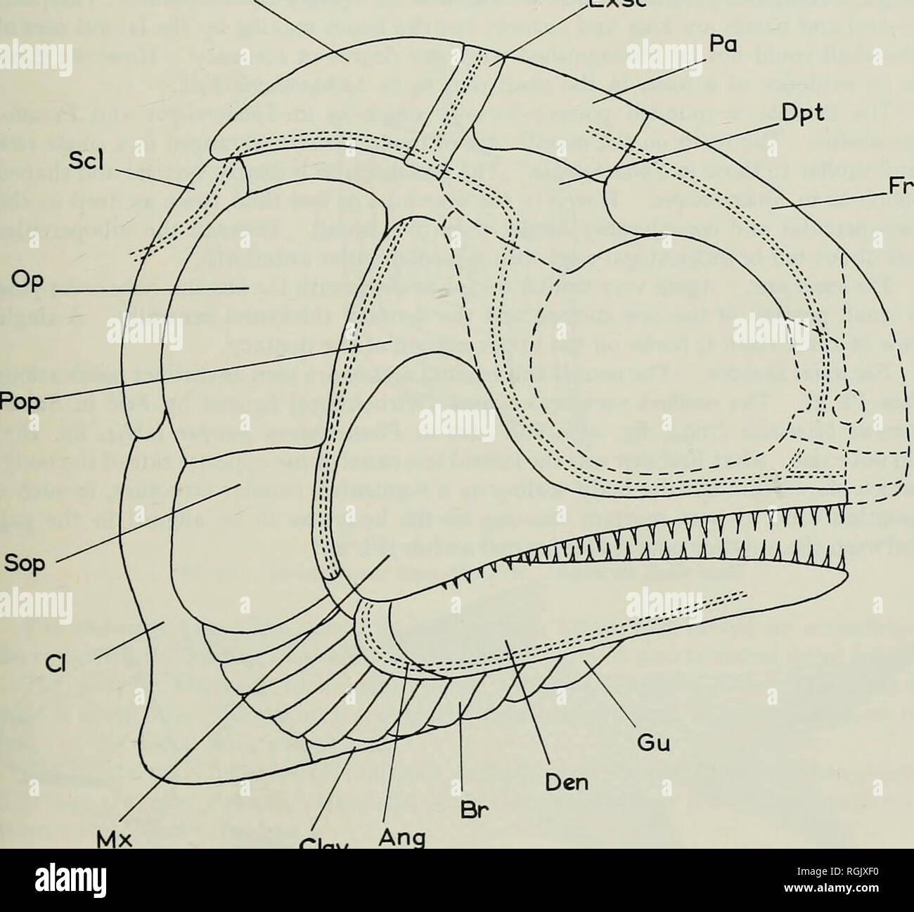 . Bulletin of the British Museum (Natural History), Geology ...