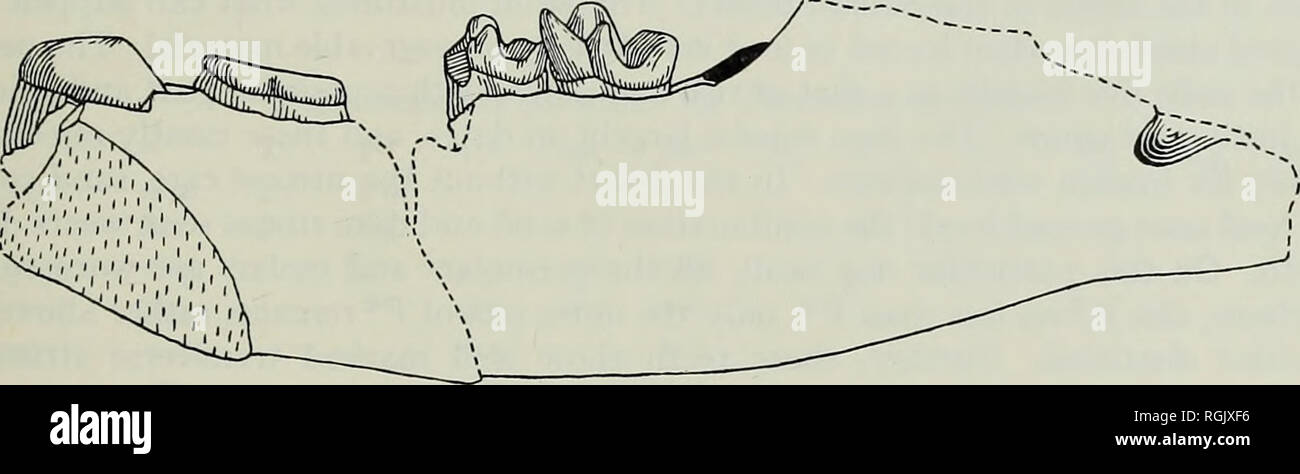 Bunodont High Resolution Stock Photography and Images - Alamy