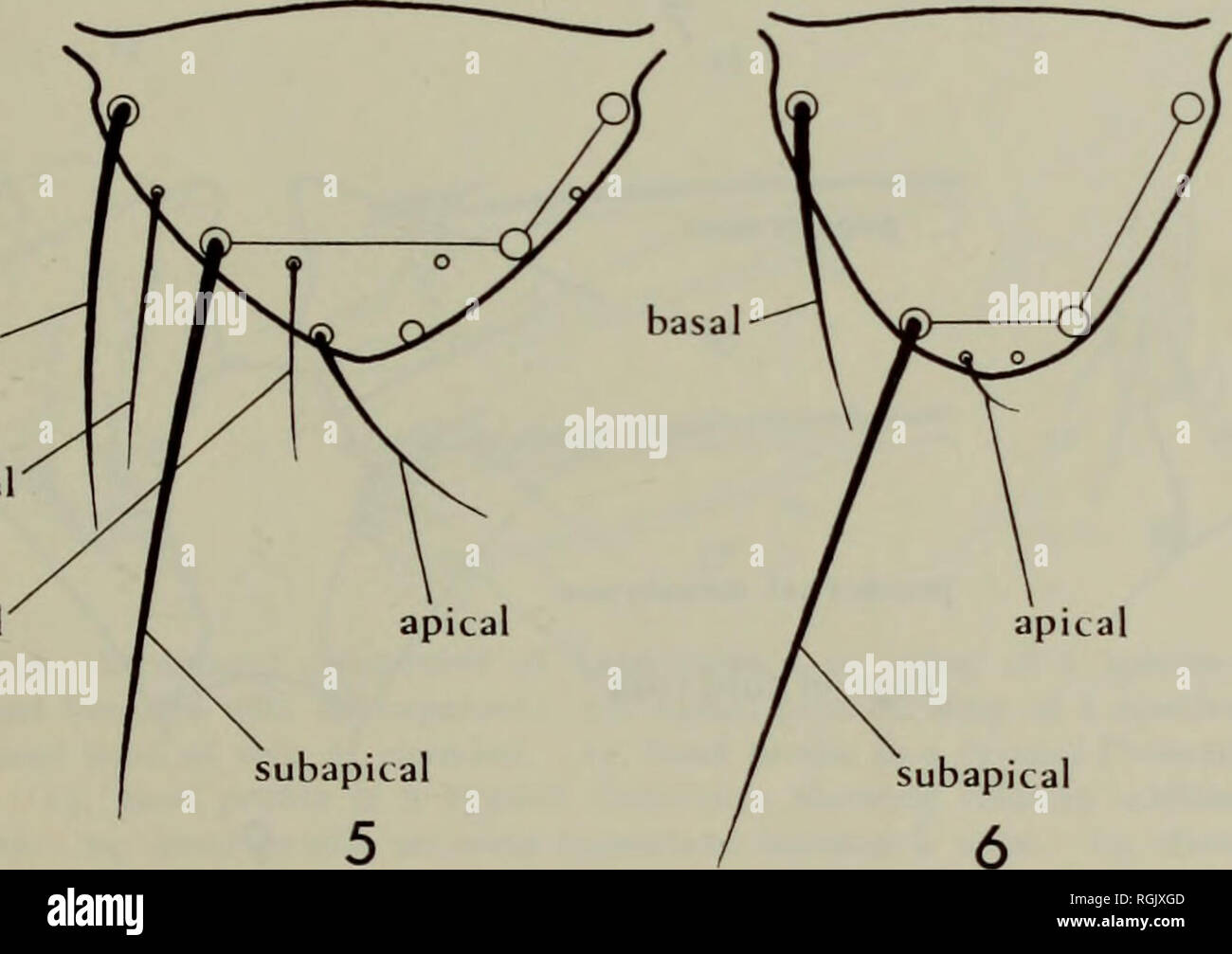 . Bulletin of the British Museum (Natural History) Entom Supp ...