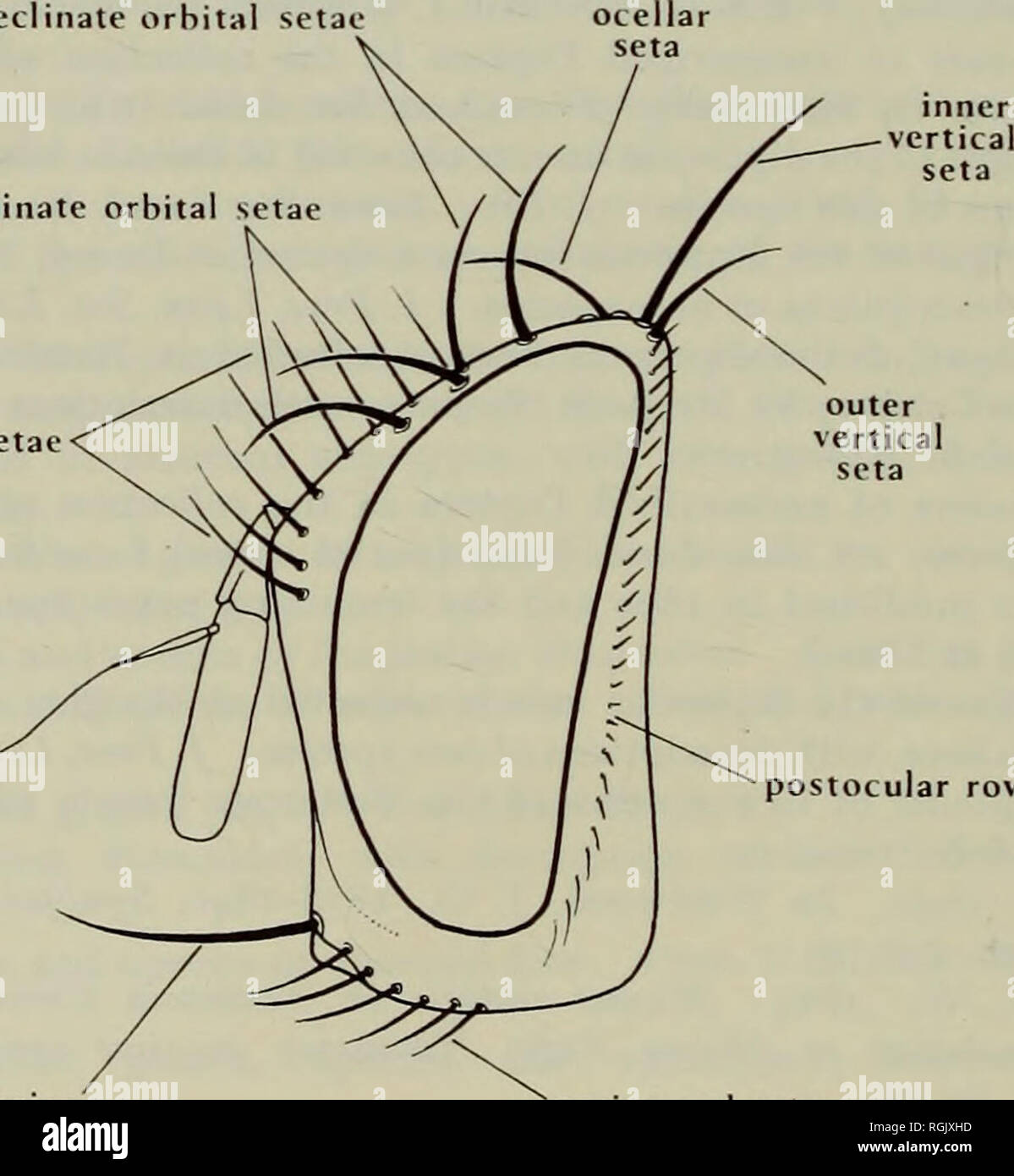 . Bulletin of the British Museum (Natural History) Entom Supp ...
