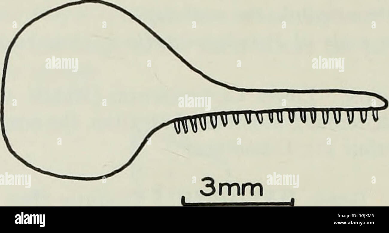 Fish head and body bones hi-res stock photography and images - Alamy
