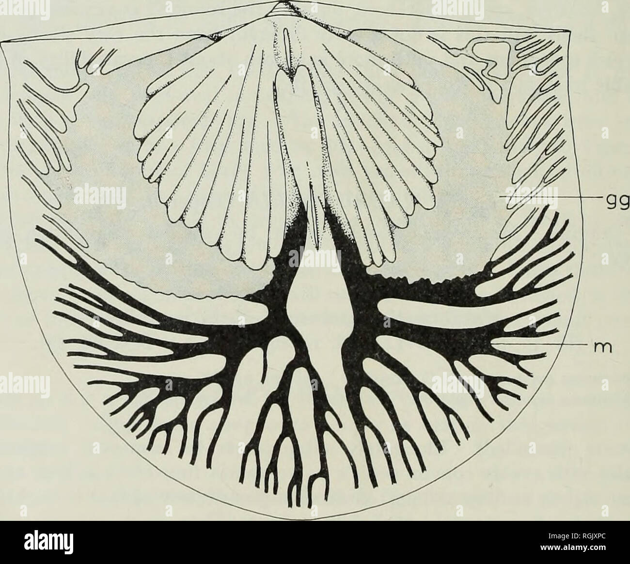 . Bulletin of the British Museum (Natural History), Geology. 45 ...