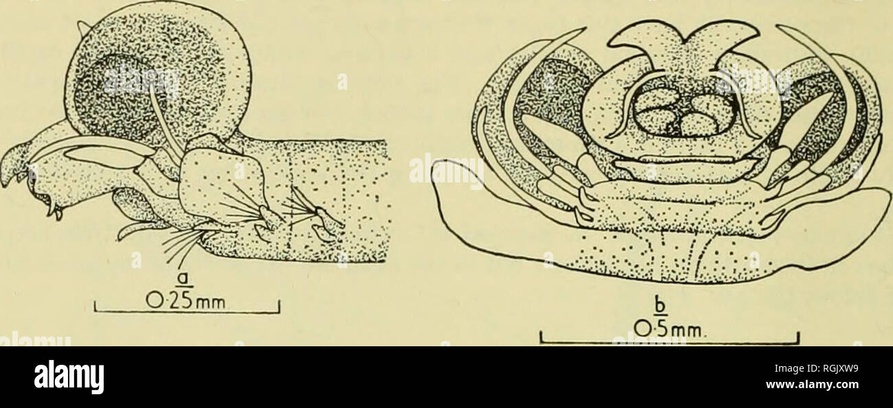 Cirriform hi-res stock photography and images - Alamy