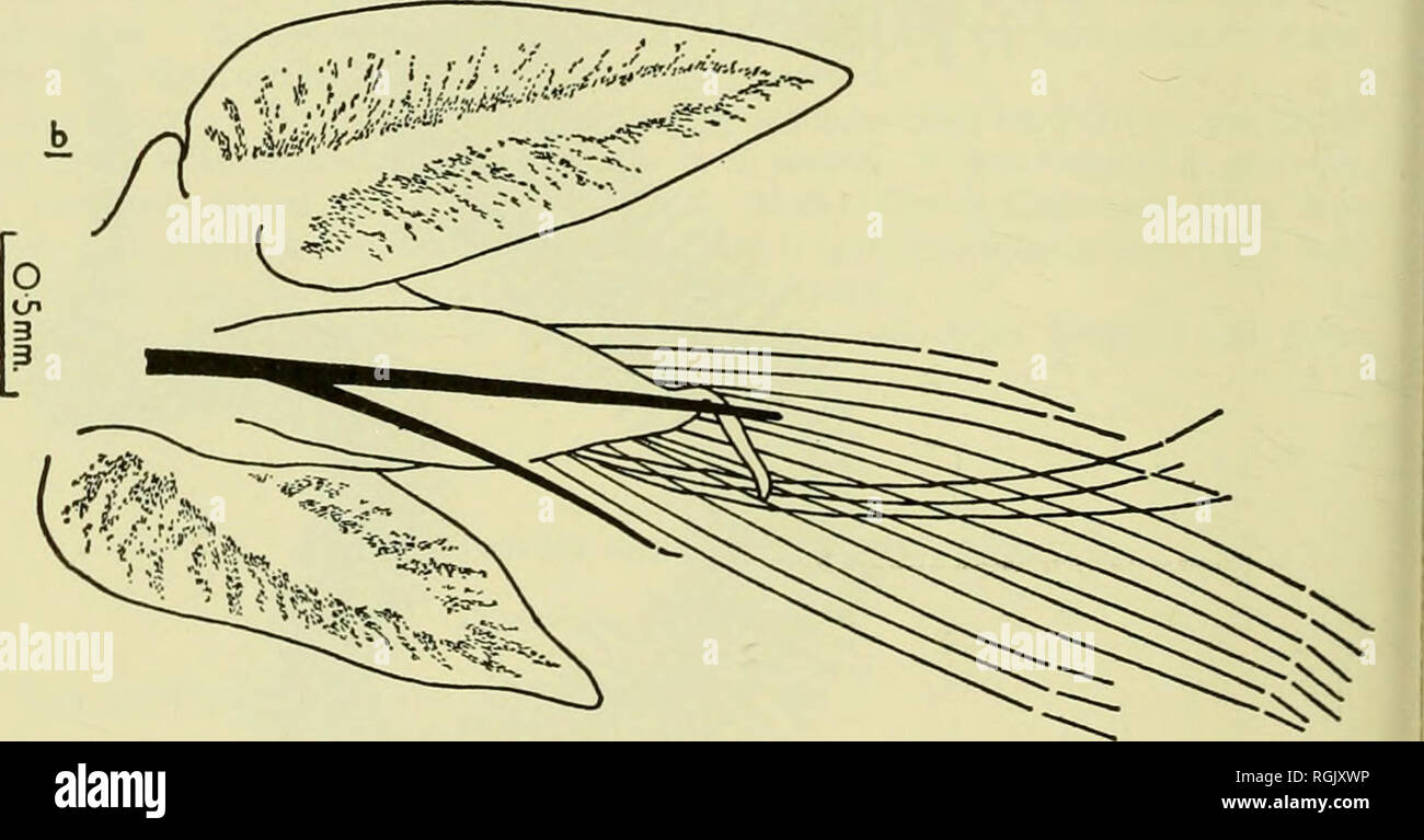 Compound papillae hi-res stock photography and images - Alamy