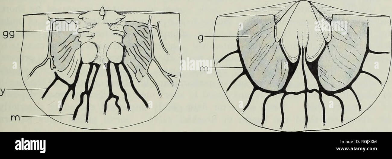 . Bulletin of the British Museum (Natural History), Geology. CARADOCIAN ...