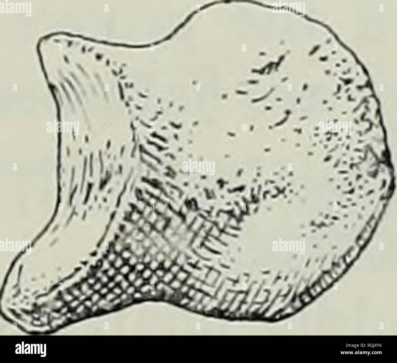 Basal phalanges hi-res stock photography and images - Alamy