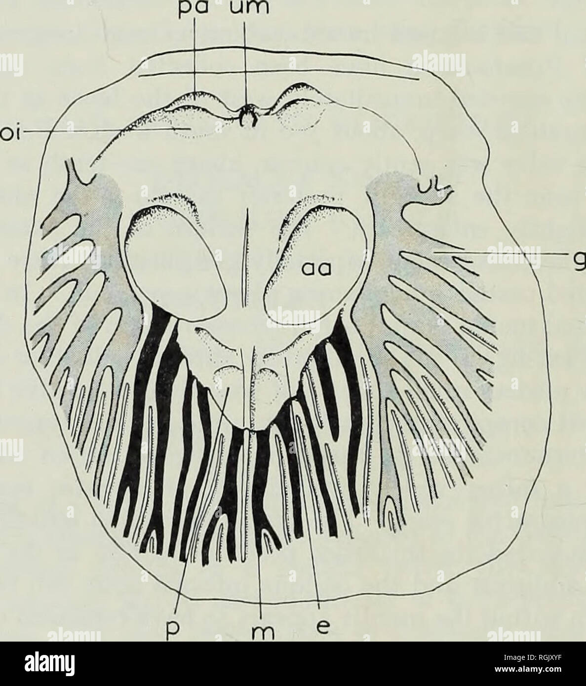 . Bulletin of the British Museum (Natural History), Geology. 346 ...