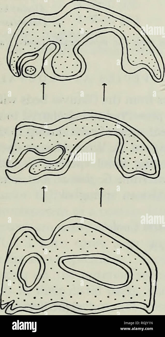 . Bulletin of the British Museum (Natural History), Geology. FOSSIL ...