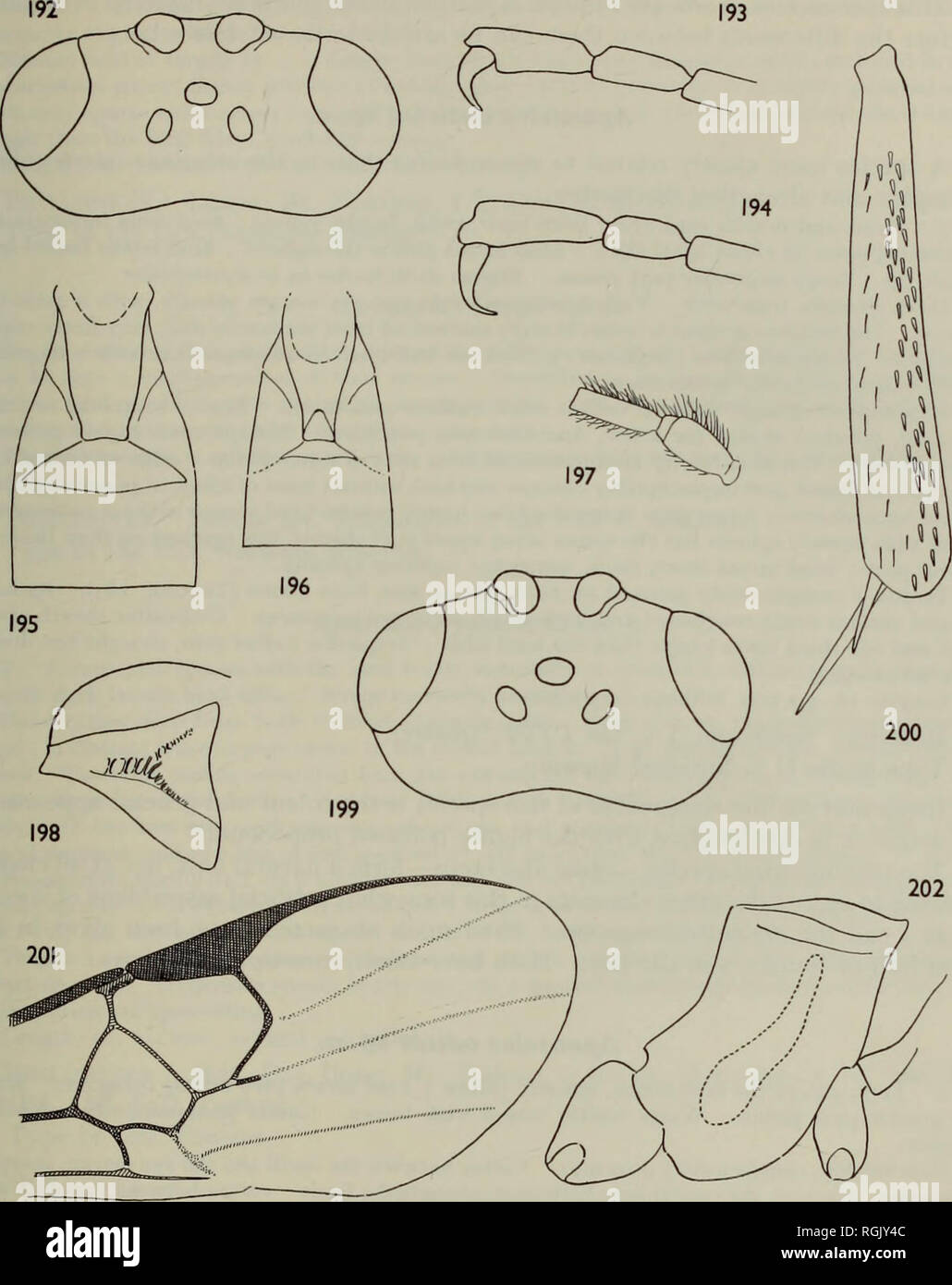 Phalis hi-res stock photography and images - Alamy