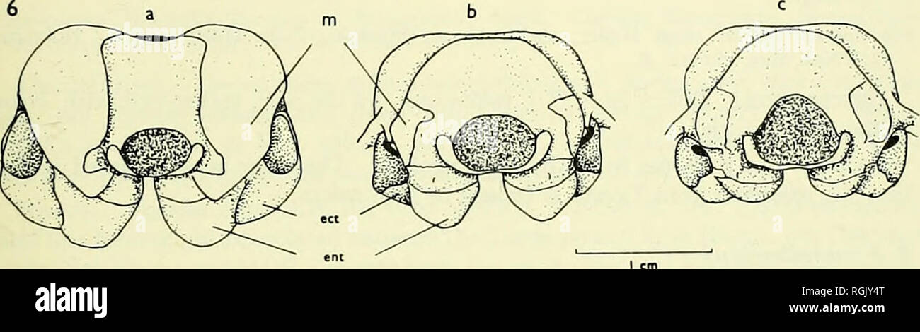 Elephantulus hi-res stock photography and images - Alamy