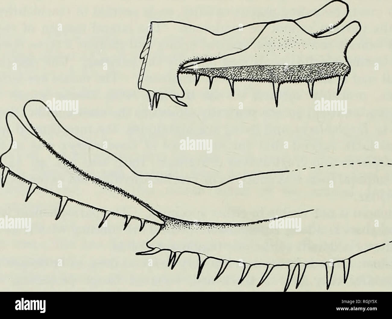 . Bulletin of the British Museum (Natural History), Geology. 84 ...