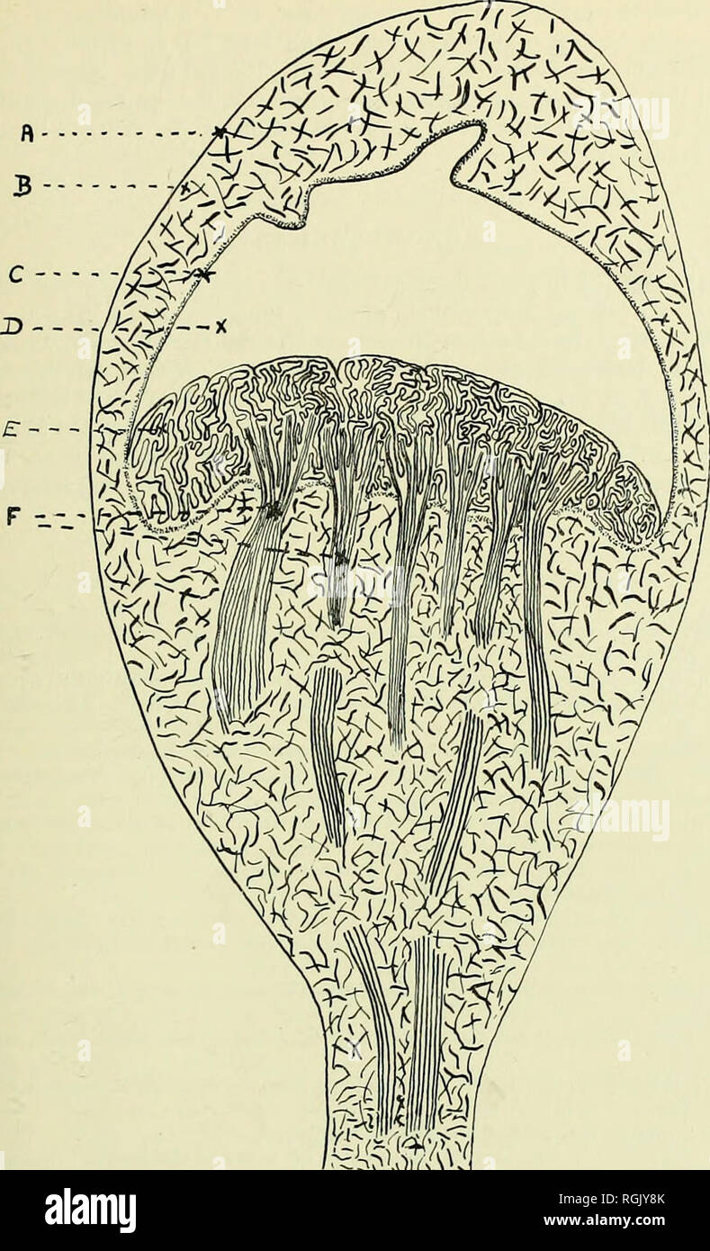 Retia mirabilia hi-res stock photography and images - Alamy