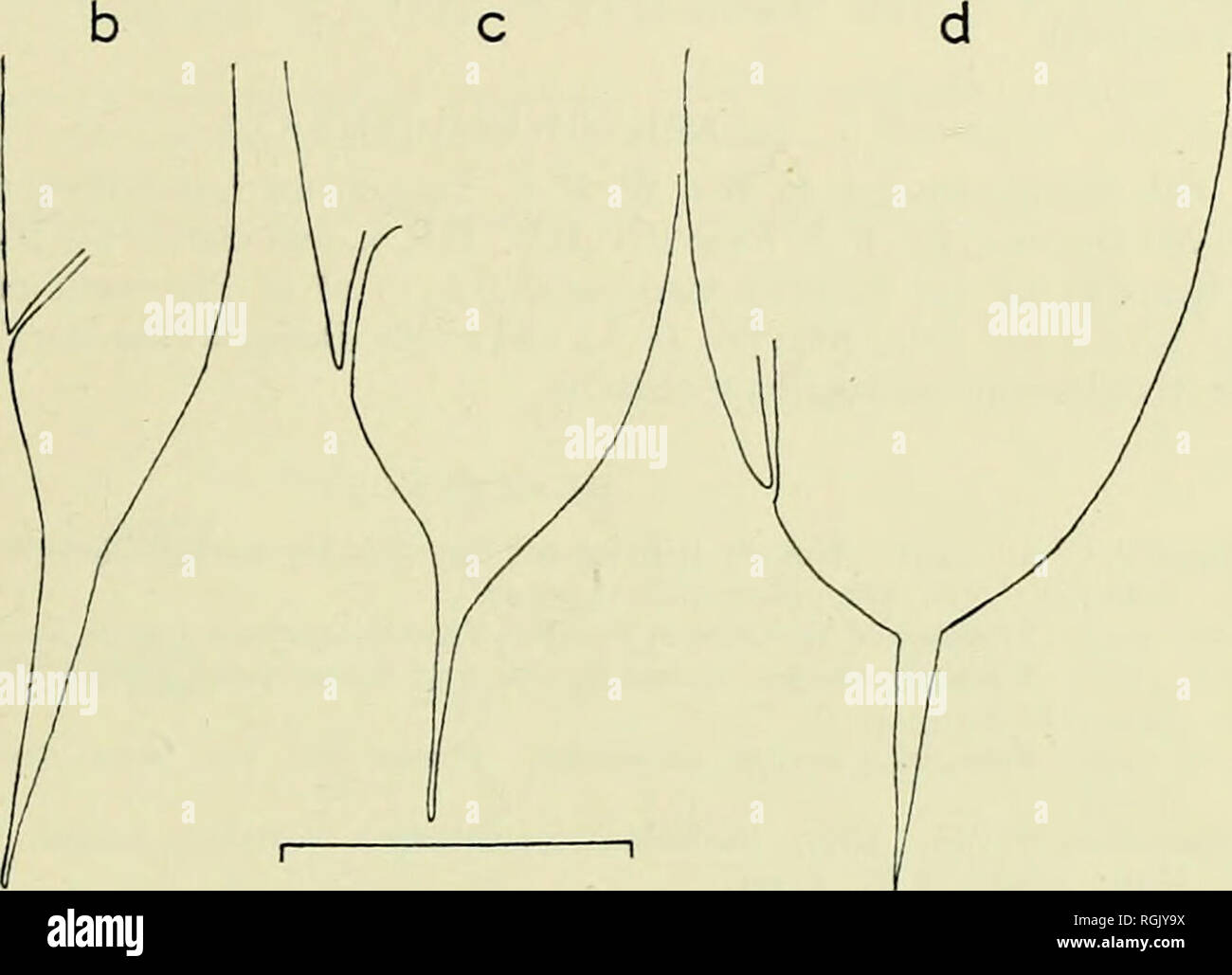 Rhabditis hi-res stock photography and images - Alamy