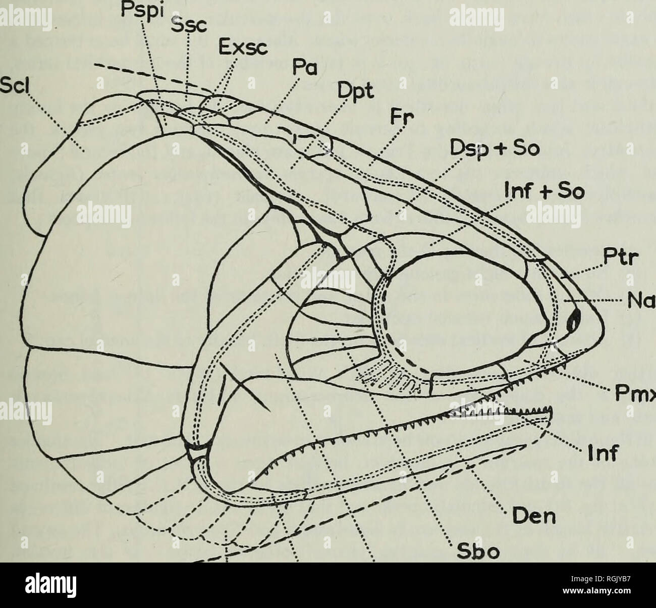 Holostean hi-res stock photography and images - Alamy
