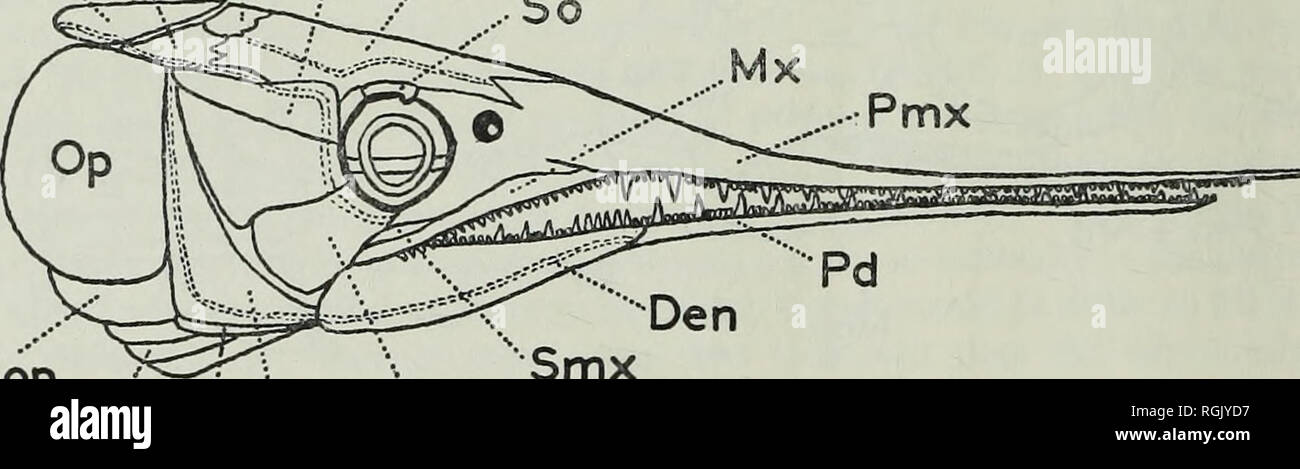 Elonichthys hi-res stock photography and images - Alamy