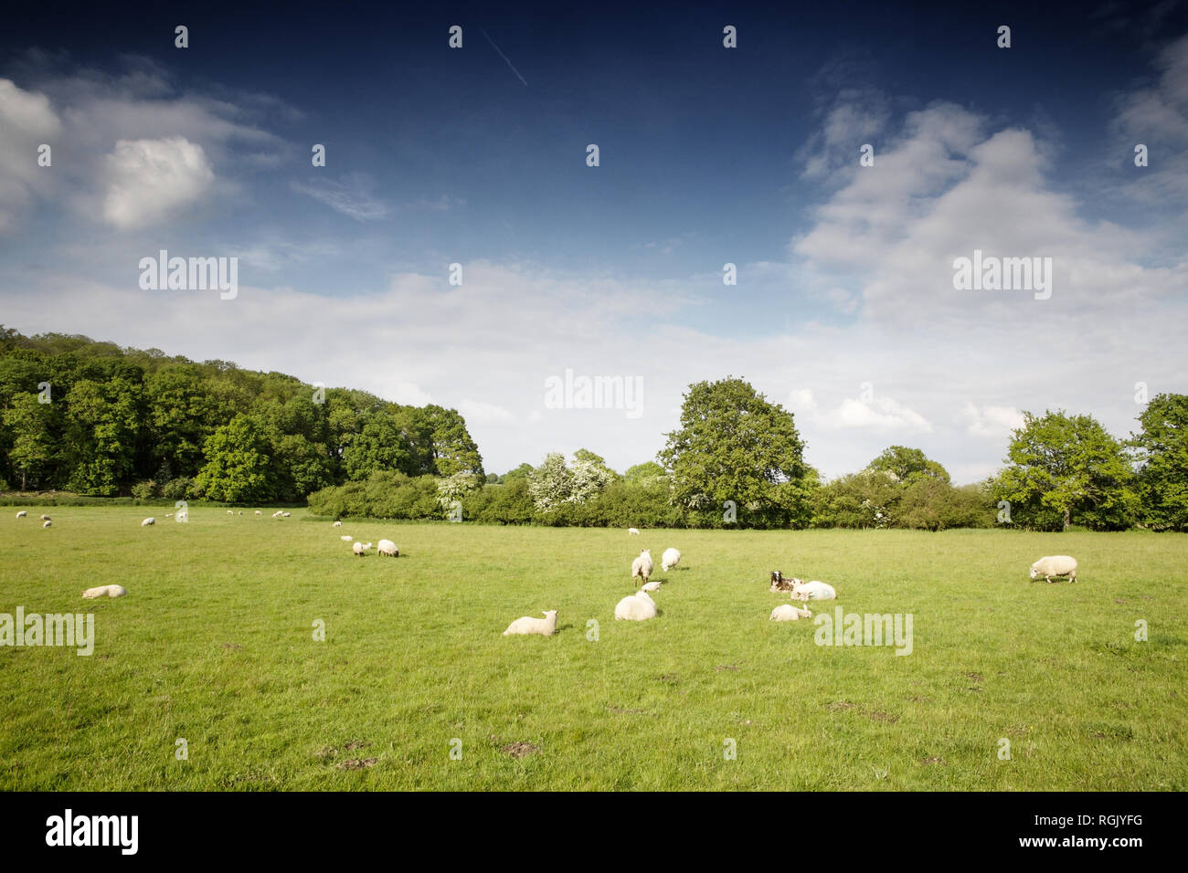 Rural landscape in constable country hi-res stock photography and ...