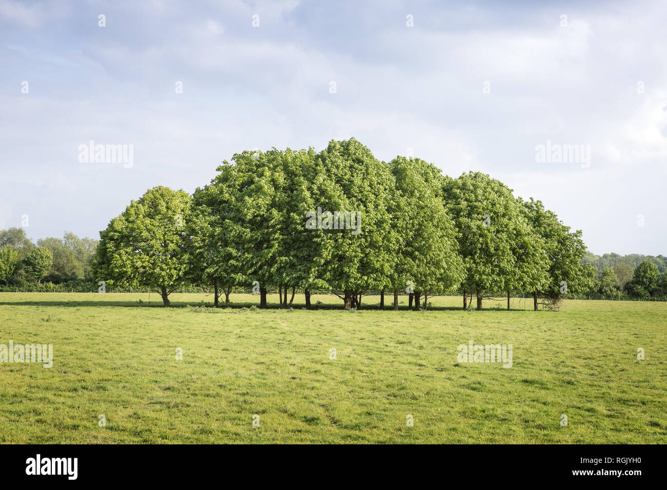 Row of trees in field in a open space Stock Photo - Alamy