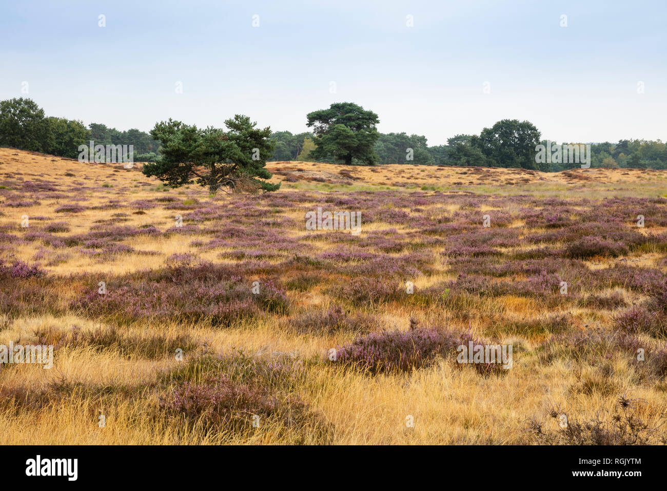 Heide park hi-res stock photography and images - Alamy