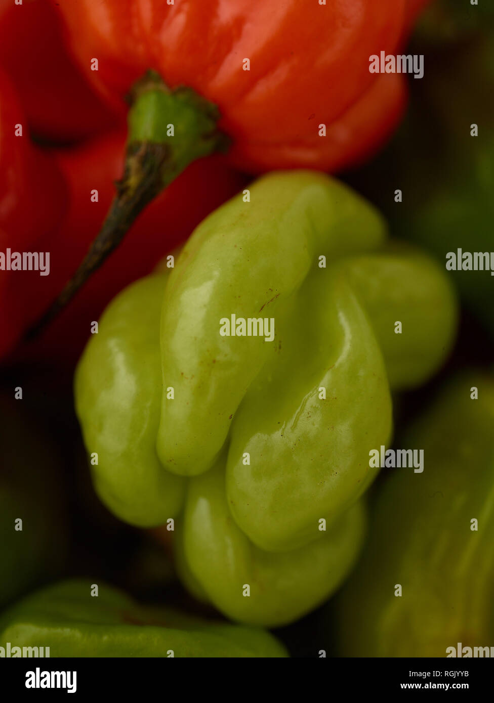 Scotch Bonnet peppers food still-life photograph Stock Photo - Alamy